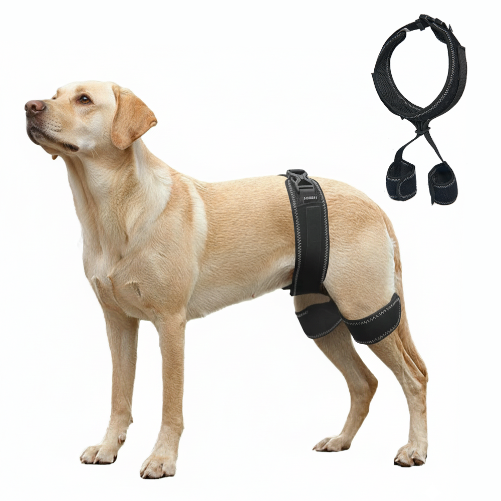 Everyday Dog Hip Dysplasia Brace for Daily Support & Comfort – Pawsbetter