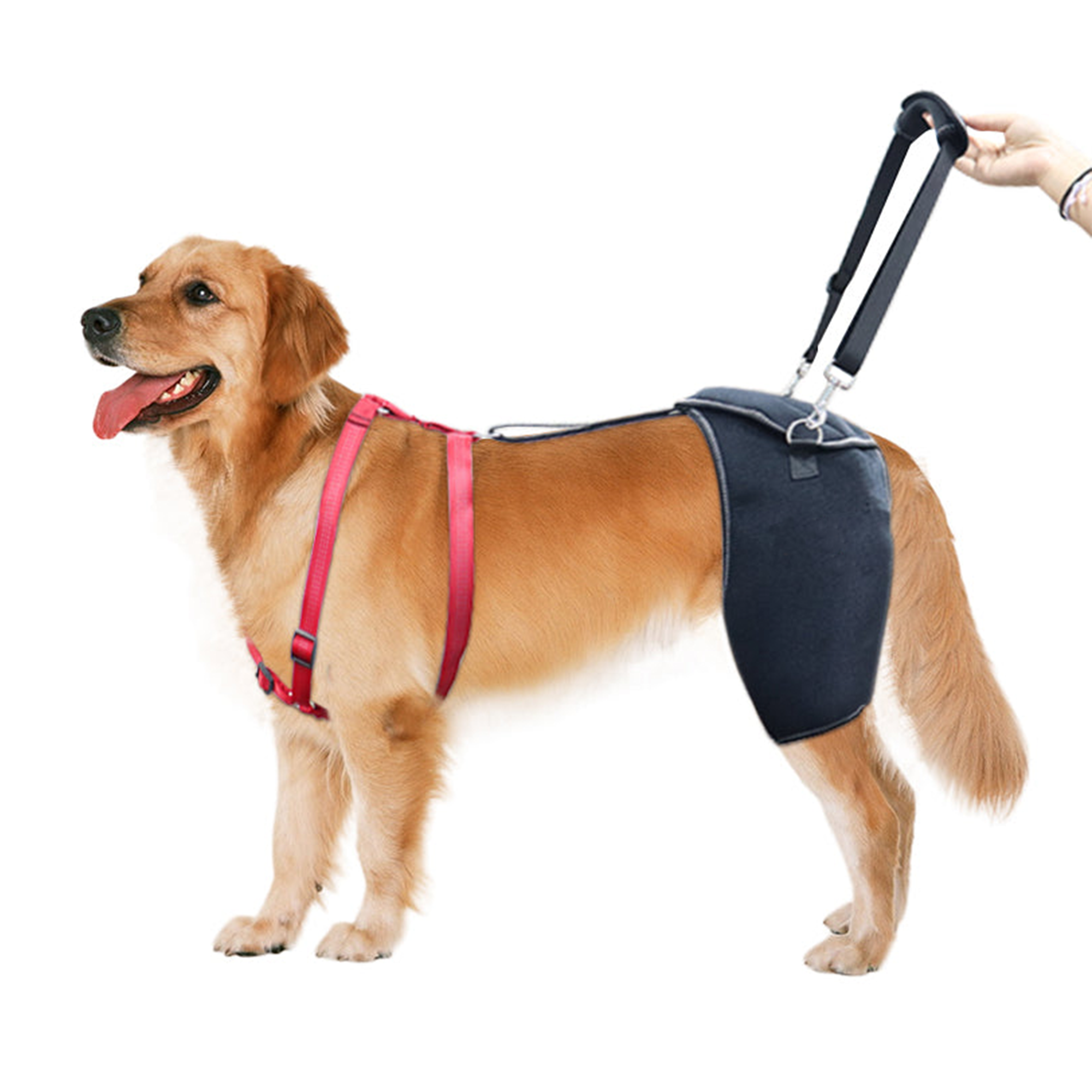 Stabilizing Dog Hip Dysplasia Brace with Lift Handle Support – Pawsbetter